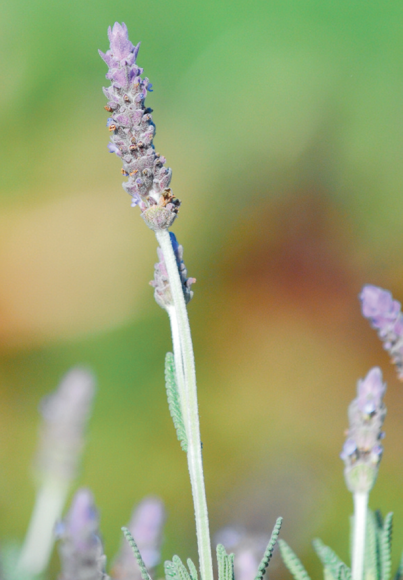 Candied Lavender Sprigs
