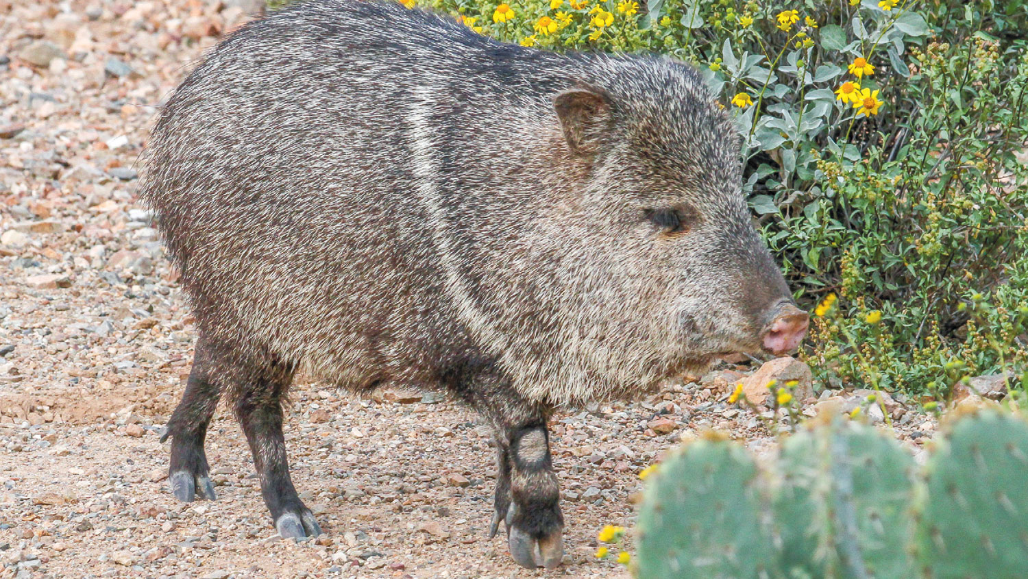Who are You Calling a Pig: Stalking the Wild Javelina